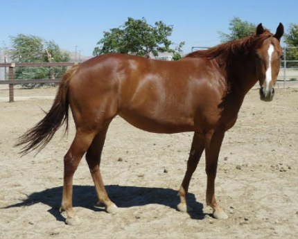 Narnia - Castleton Ranch Horse Rescue