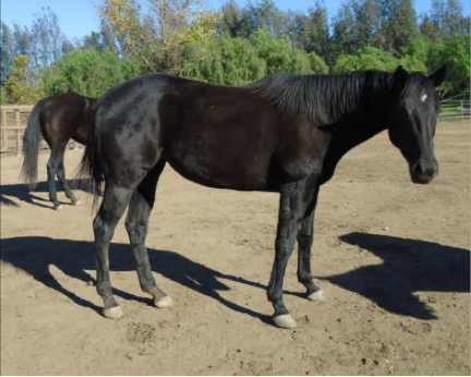 Stephanie - Castleton Ranch Horse Rescue