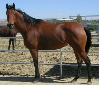 Brooke - Castleton Ranch Horse Rescue