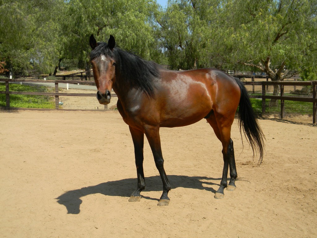 Louis - Castleton Ranch Horse Rescue