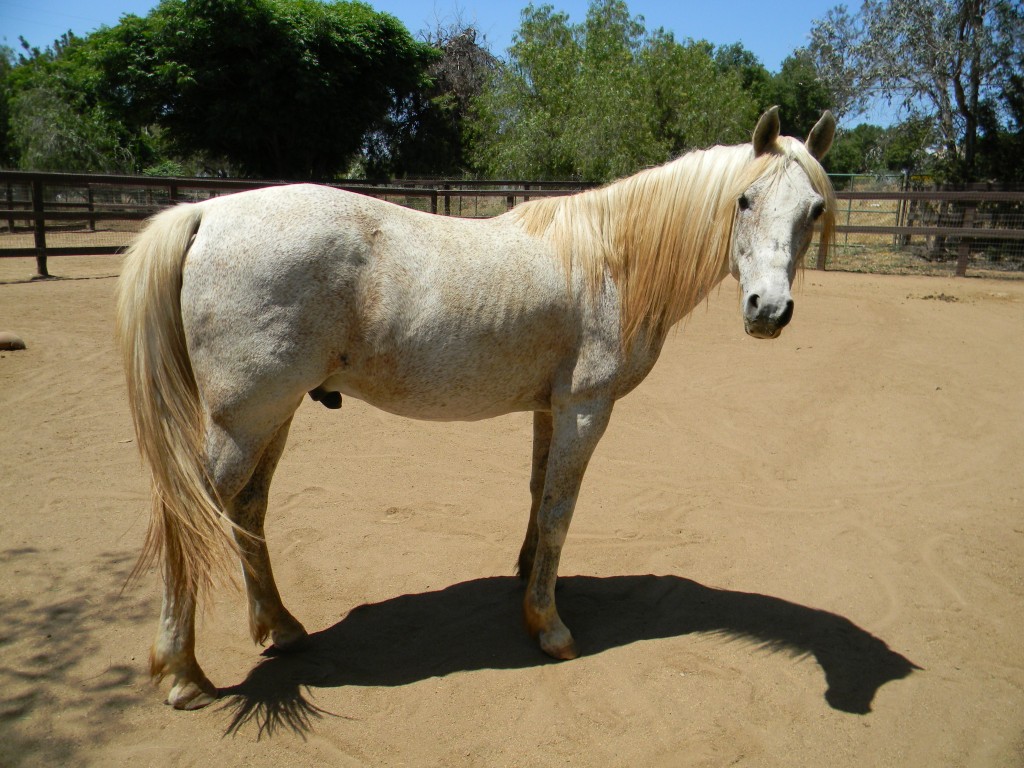 Nero - Castleton Ranch Horse Rescue