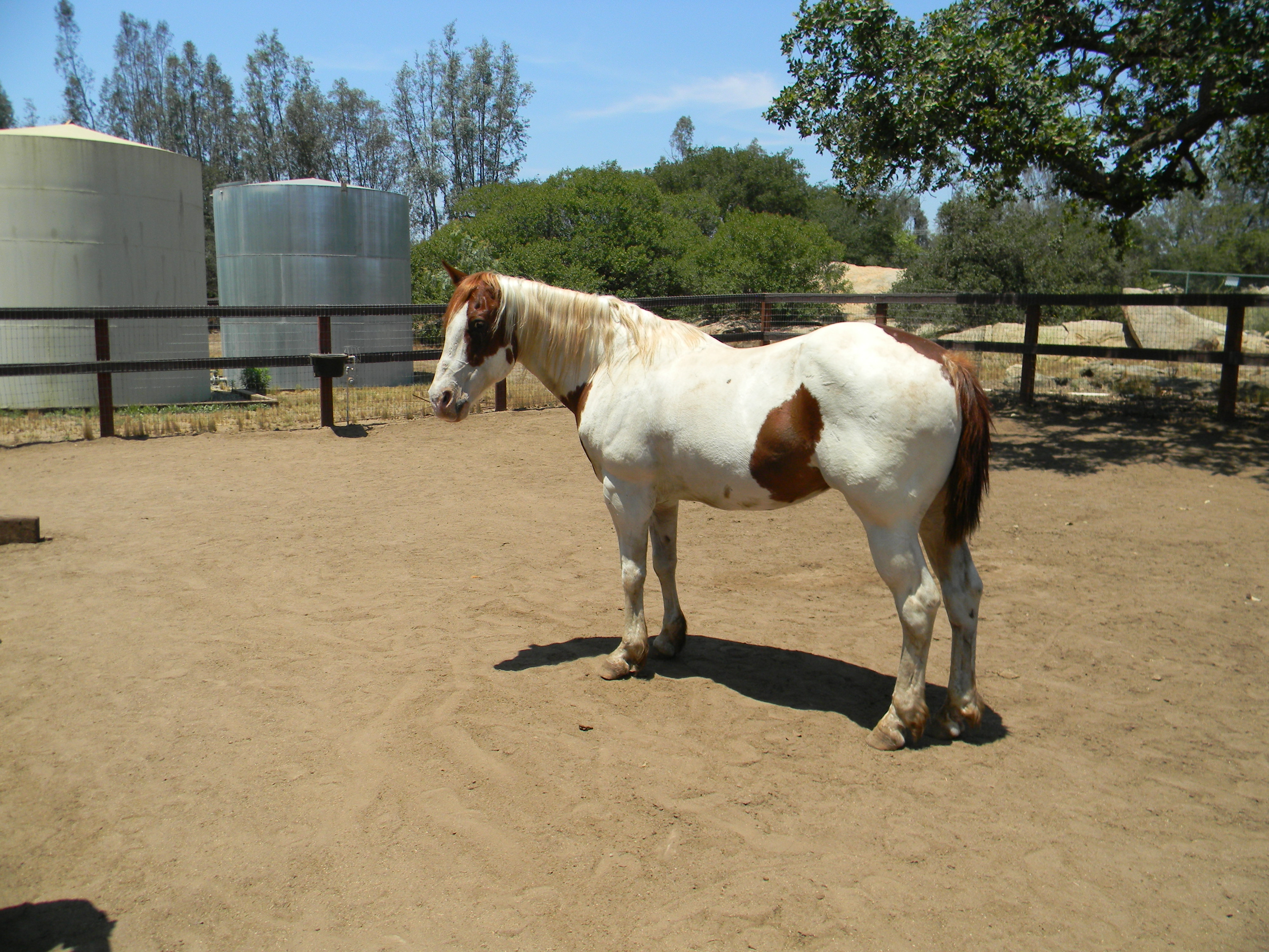 Robin - Castleton Ranch Horse Rescue