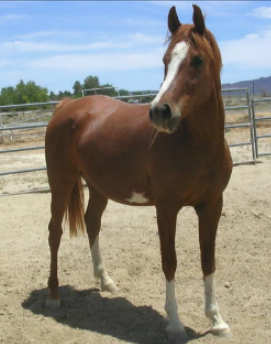 Thorin - Castleton Ranch Horse Rescue