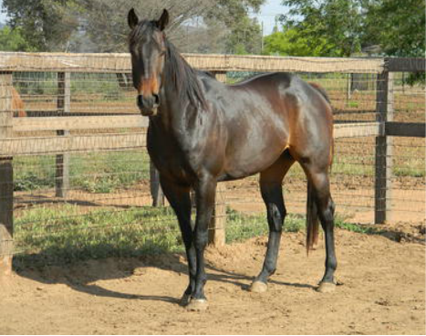 Beau - Castleton Ranch Horse Rescue