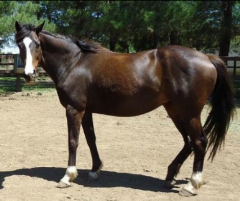 Kauri - Castleton Ranch Horse Rescue