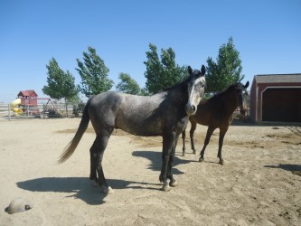 Carson - Castleton Ranch Horse Rescue