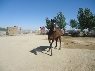 Colorado - Castleton Ranch Horse Rescue