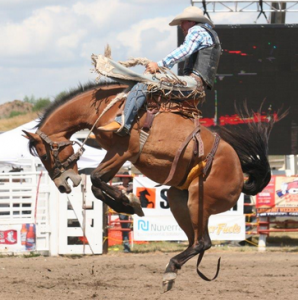 Horse Abuse - Castleton Ranch Horse Rescue