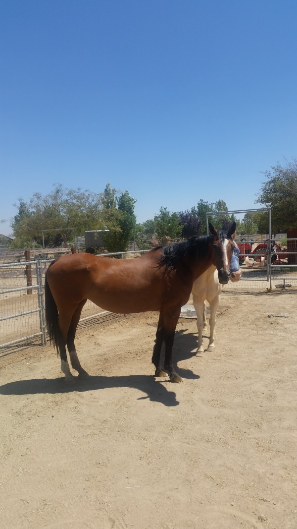 Horses for Sponsorship - Castleton Ranch Horse Rescue