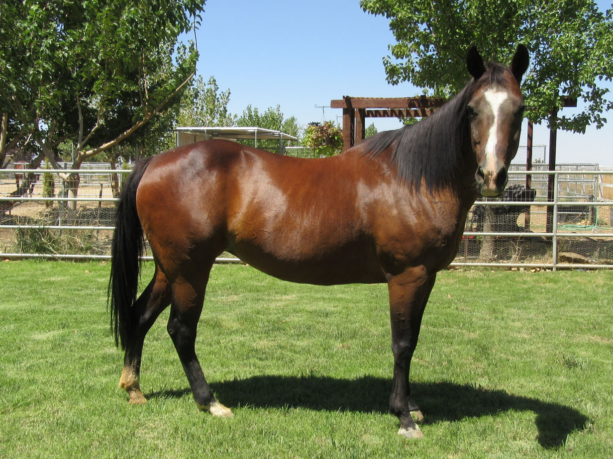 Horse Violet - Castleton Ranch Horse Rescue